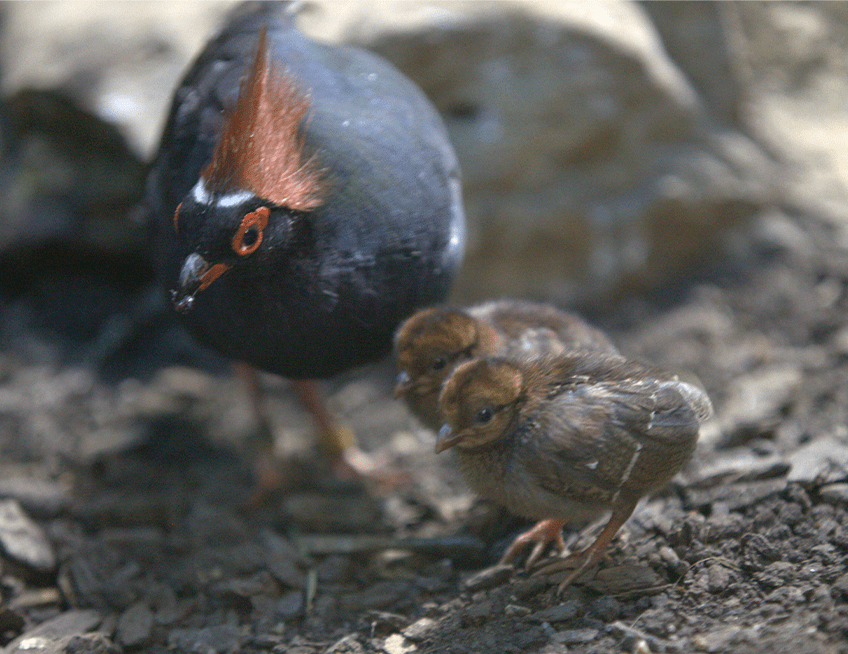 Crested Wood-partridge | Lincoln Park Zoo