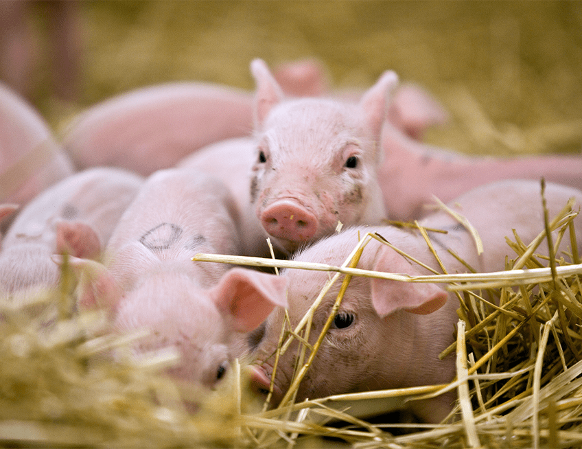 Domestic Pig | Lincoln Park Zoo