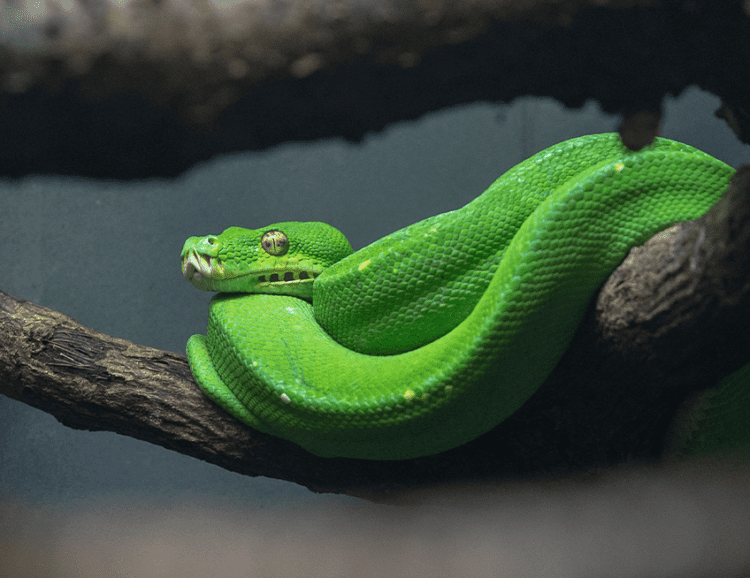 Green Tree Python | Lincoln Park Zoo