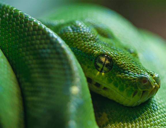 Green Tree Python | Lincoln Park Zoo