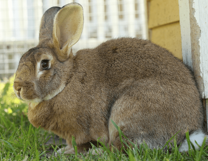 Domestic Rabbit | Lincoln Park Zoo