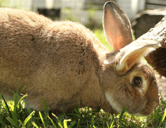 Domestic Rabbit | Lincoln Park Zoo