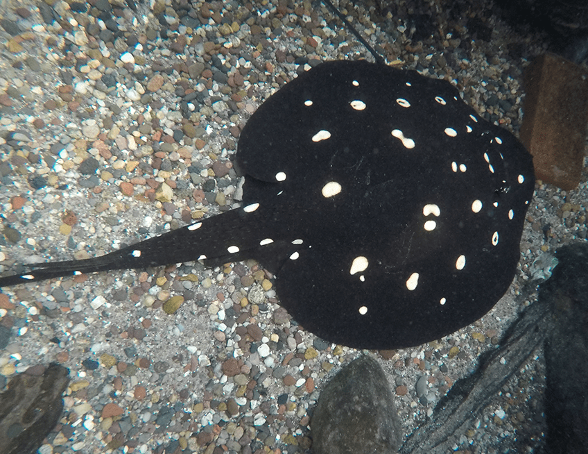 White-blotched River Stingray | Lincoln Park Zoo