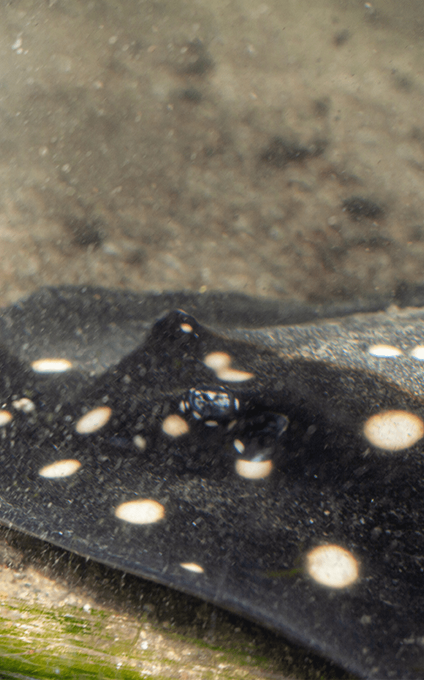 White-blotched River Stingray | Lincoln Park Zoo