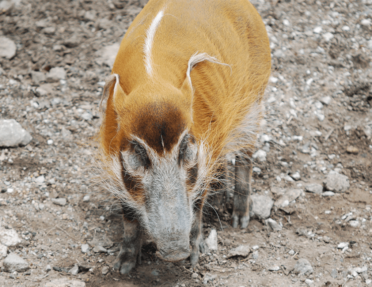 Red River Hog | Lincoln Park Zoo