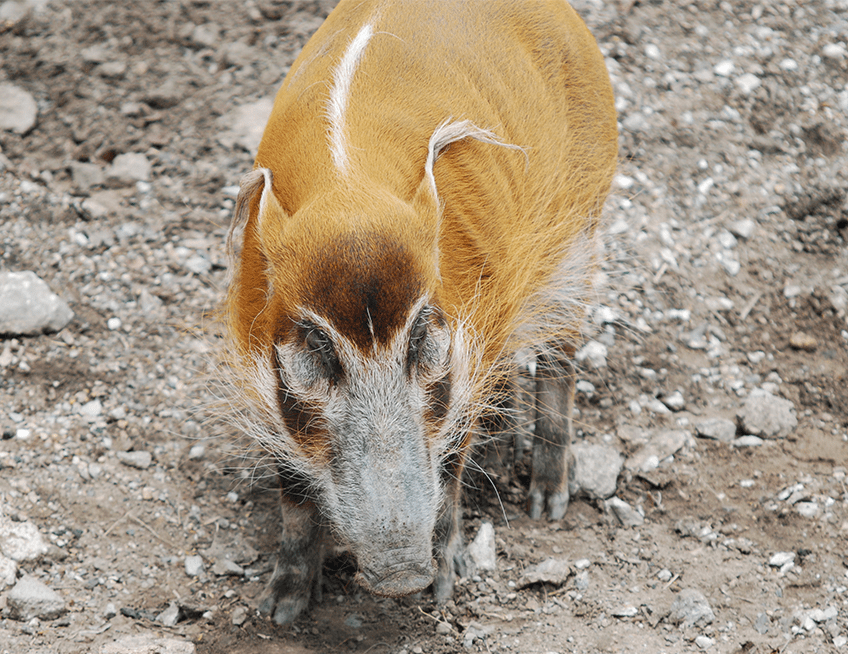 Red River Hog | Lincoln Park Zoo