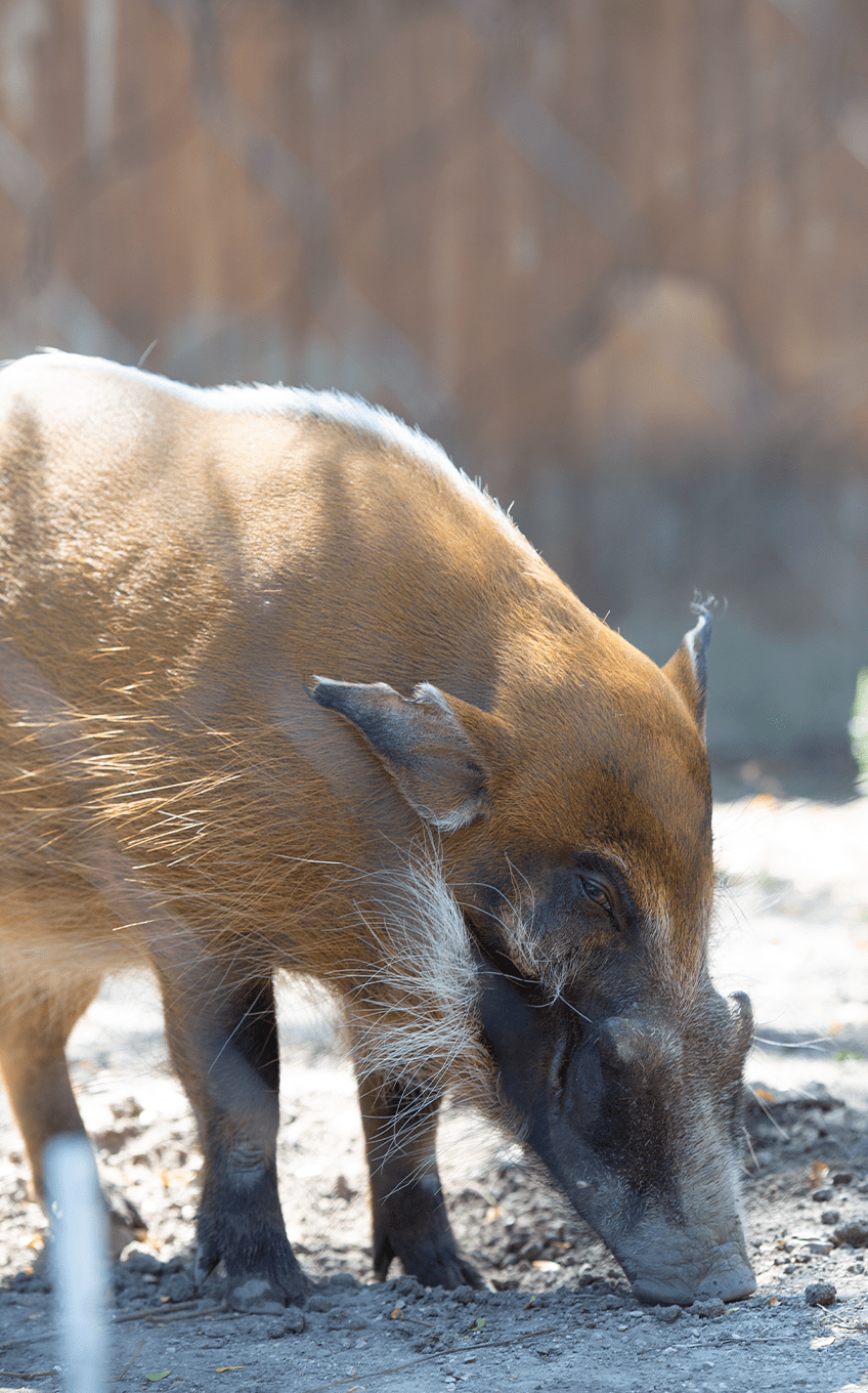 Red River Hog | Lincoln Park Zoo