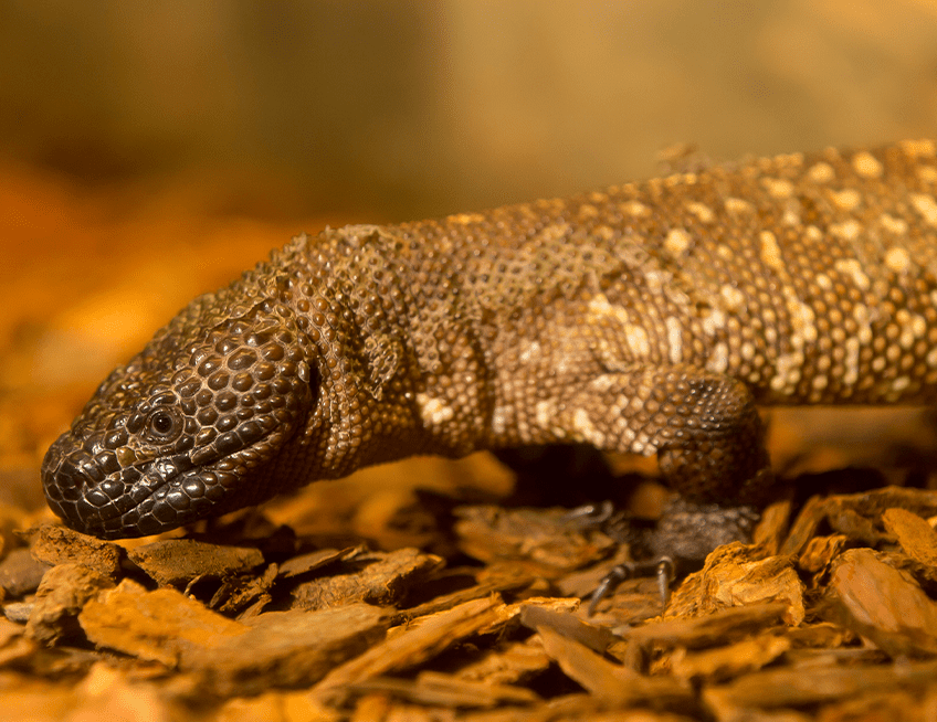 Rio Fuerte Beaded Lizard | Lincoln Park Zoo