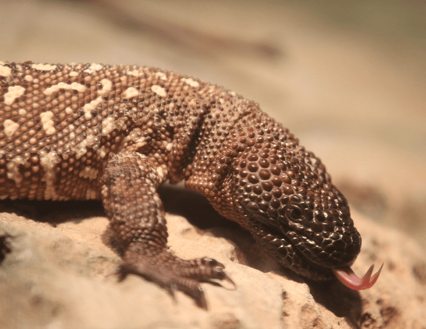 Rio Fuerte Beaded Lizard | Lincoln Park Zoo