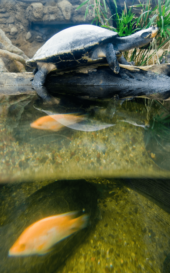 Yellow-spotted Amazon River Turtle | Lincoln Park Zoo