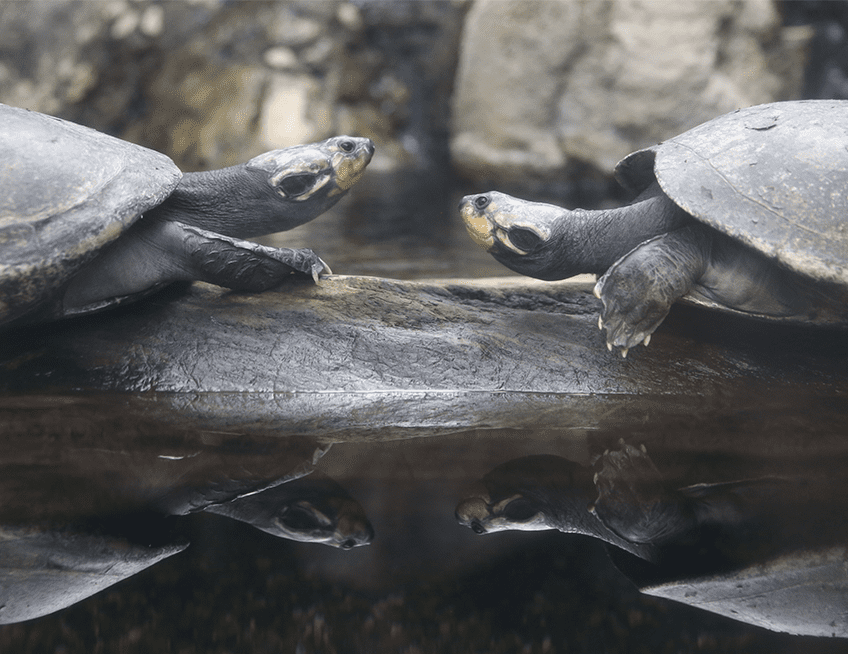 Yellow-spotted Amazon River Turtle | Lincoln Park Zoo