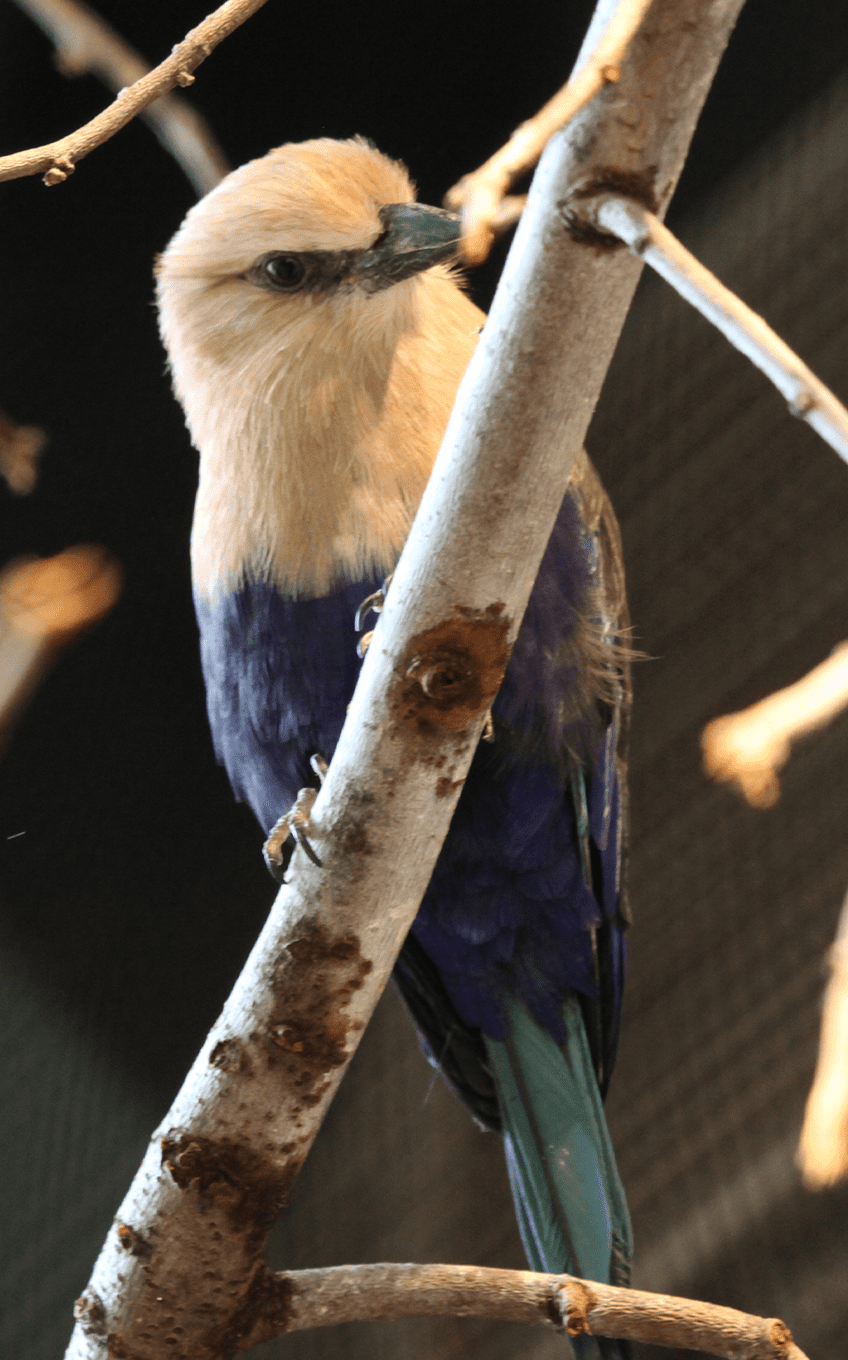 Blue-bellied Roller | Lincoln Park Zoo