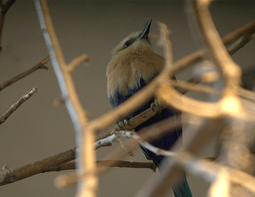 Blue-bellied Roller | Lincoln Park Zoo