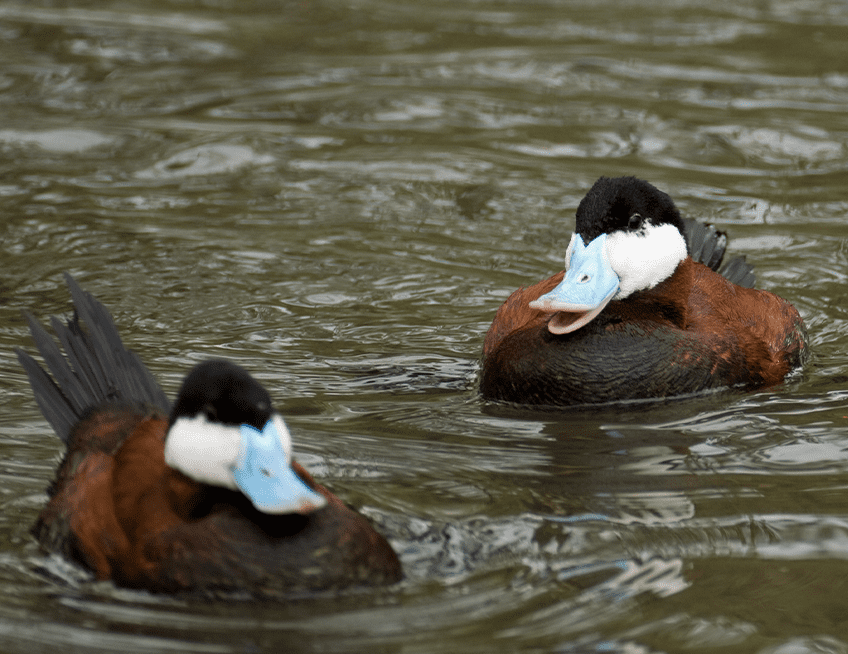 North American Ruddy Duck | Lincoln Park Zoo