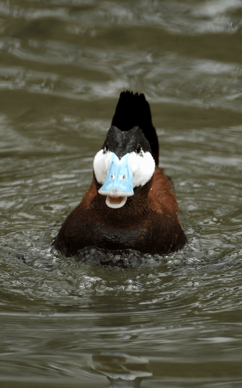 North American Ruddy Duck | Lincoln Park Zoo