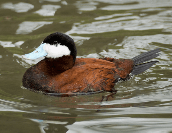 North American Ruddy Duck | Lincoln Park Zoo