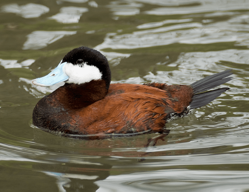 North American Ruddy Duck | Lincoln Park Zoo