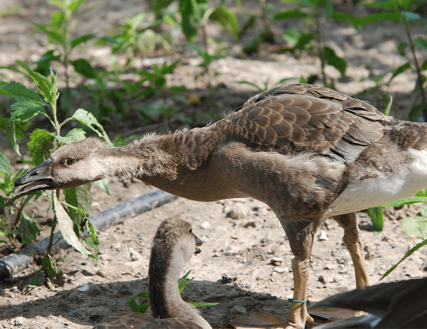Swan Goose | Lincoln Park Zoo