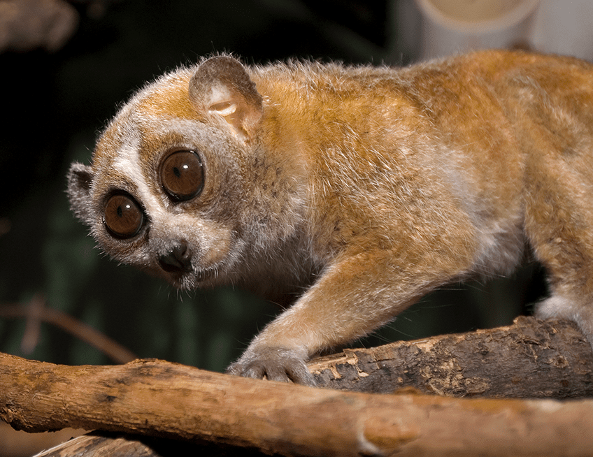 Pygmy Slow Loris | Lincoln Park Zoo
