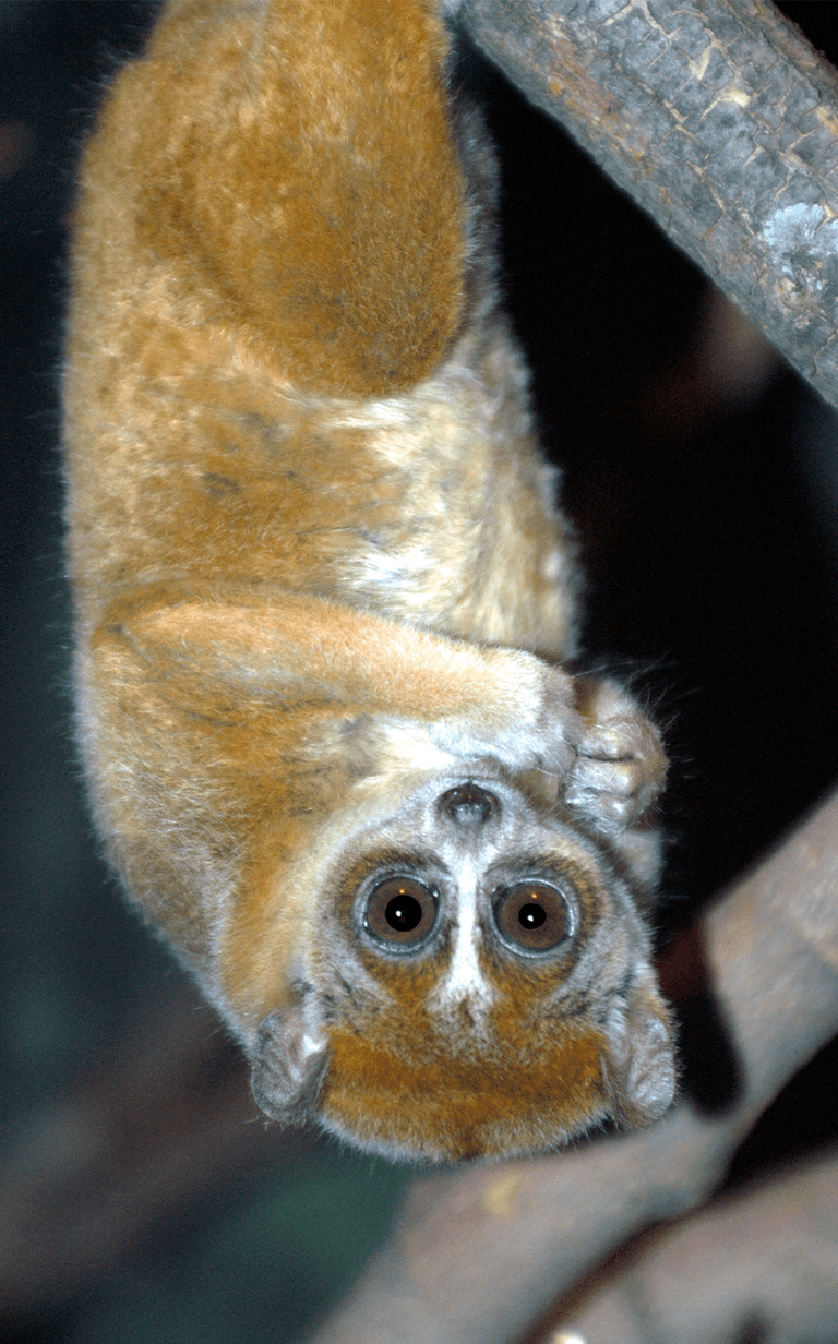 Pygmy Slow Loris | Lincoln Park Zoo