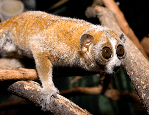 Pygmy Slow Loris | Lincoln Park Zoo