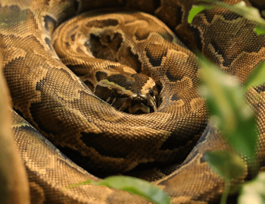 African Rock Python | Lincoln Park Zoo