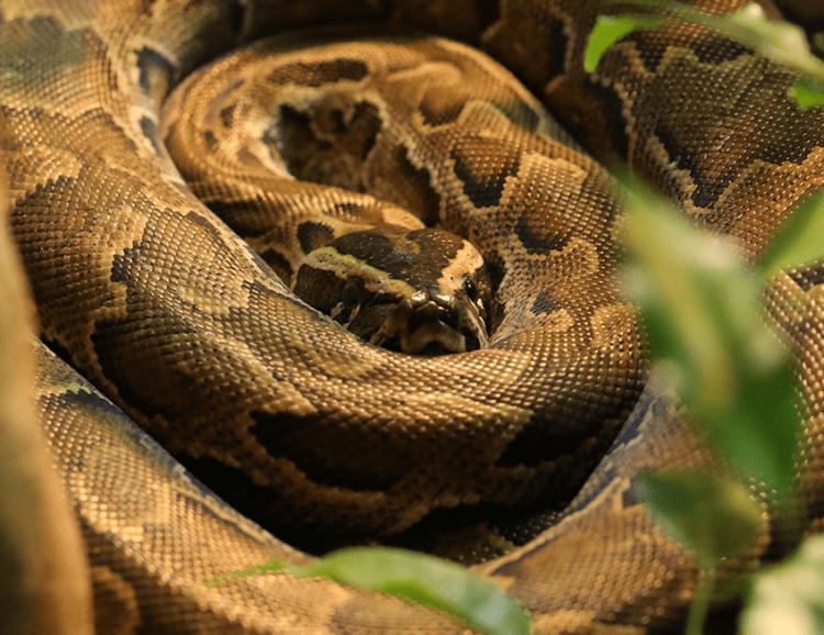 African Rock Python | Lincoln Park Zoo