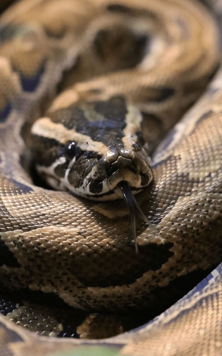 African Rock Python | Lincoln Park Zoo