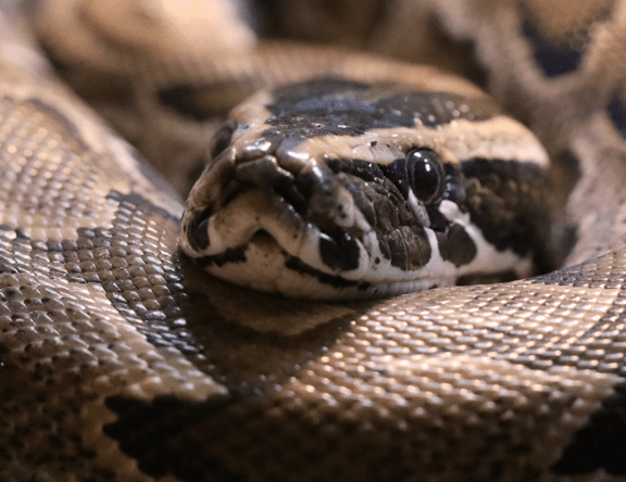 African Rock Python | Lincoln Park Zoo