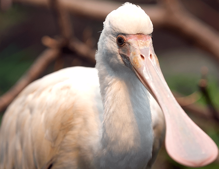 African Spoonbill | Lincoln Park Zoo