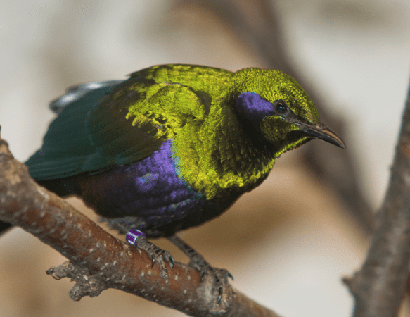 Emerald Starling | Lincoln Park Zoo