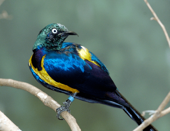 Golden-breasted Starling | Lincoln Park Zoo