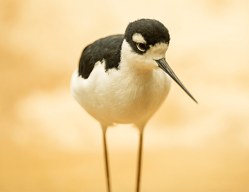 Black-necked Stilt | Lincoln Park Zoo