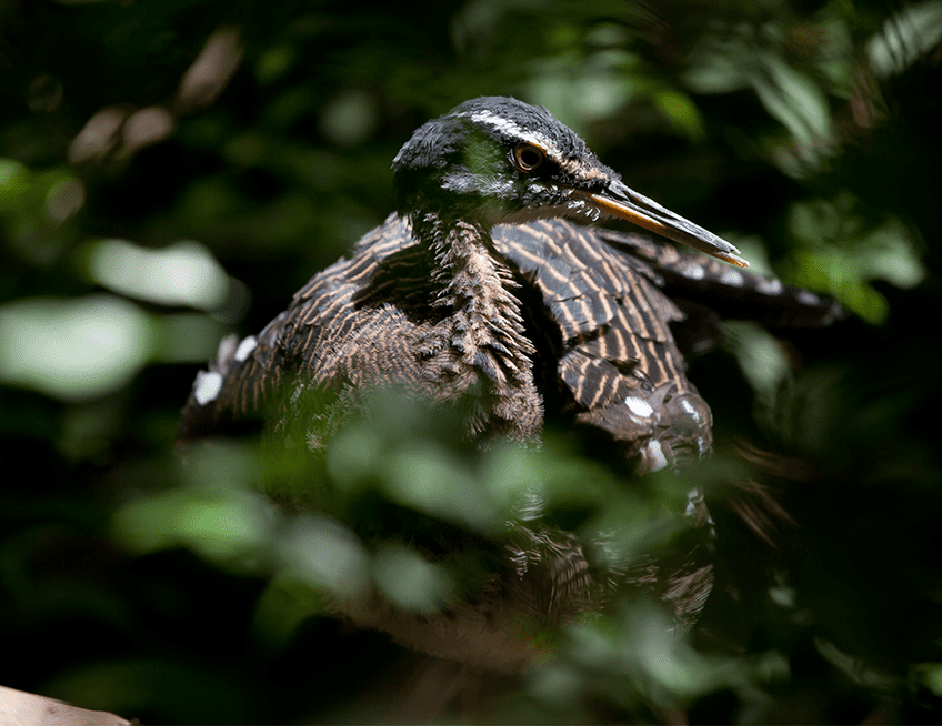 Sunbittern | Lincoln Park Zoo
