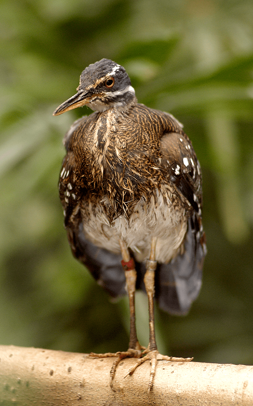 Sunbittern | Lincoln Park Zoo