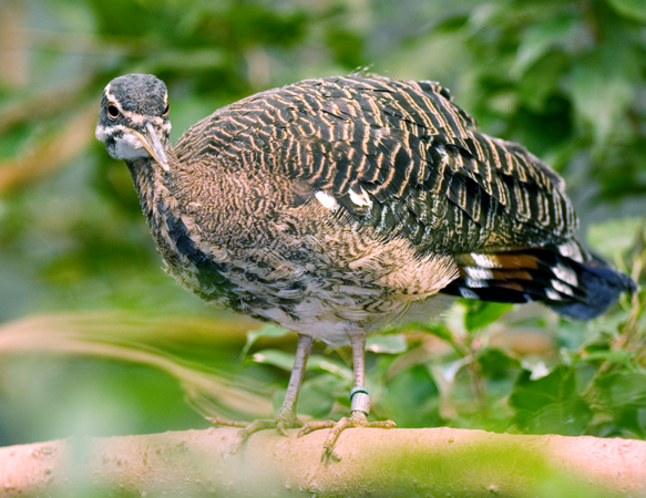 Sunbittern | Lincoln Park Zoo