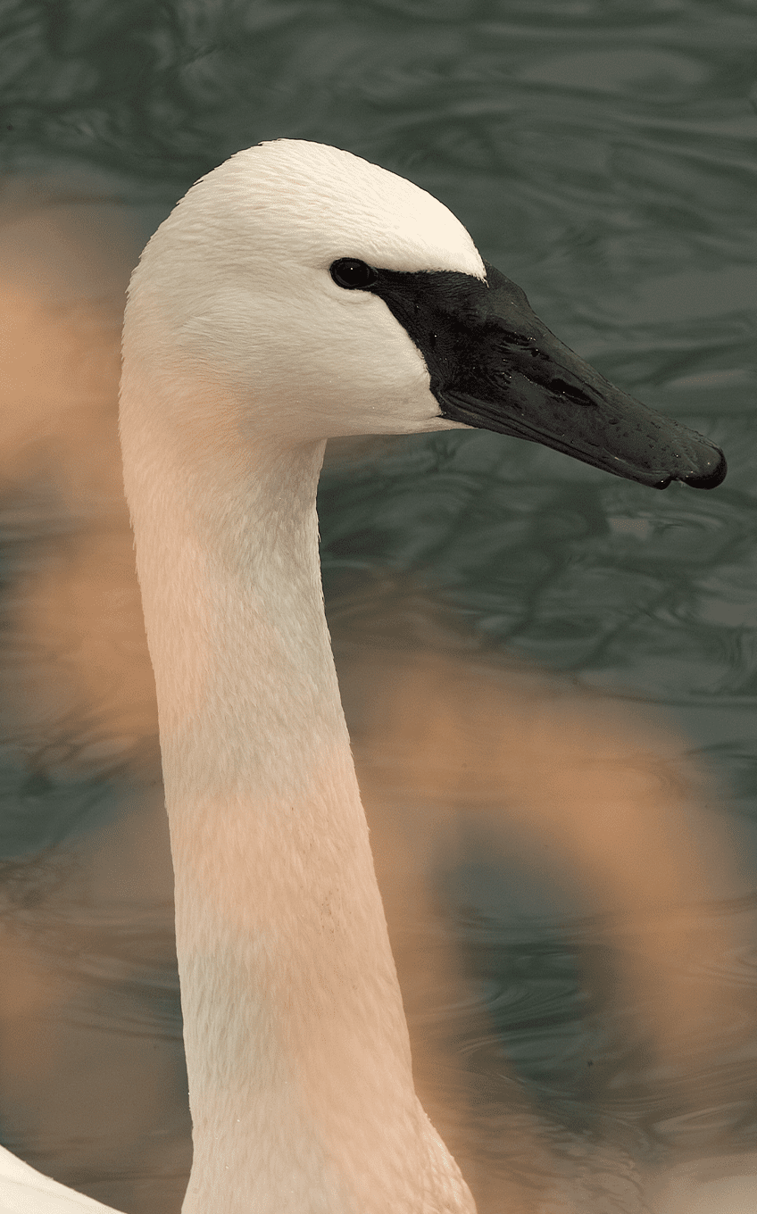 Trumpeter Swan | Lincoln Park Zoo