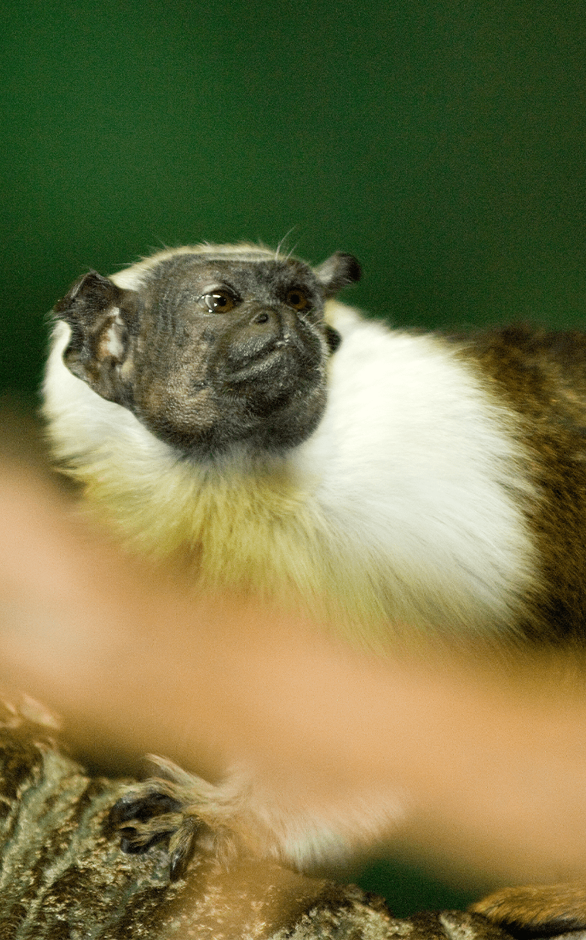 Pied Tamarin | Lincoln Park Zoo