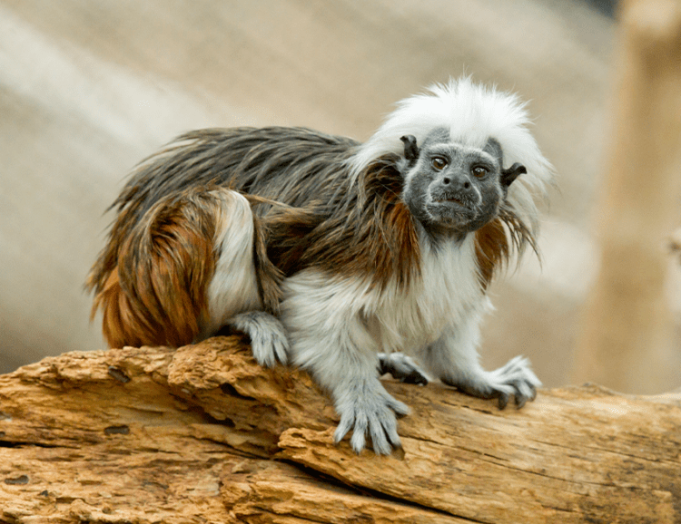 Pied Tamarin | Lincoln Park Zoo