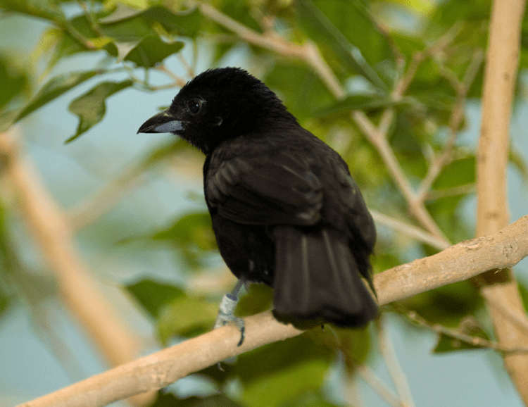 White-lined Tanager | Lincoln Park Zoo