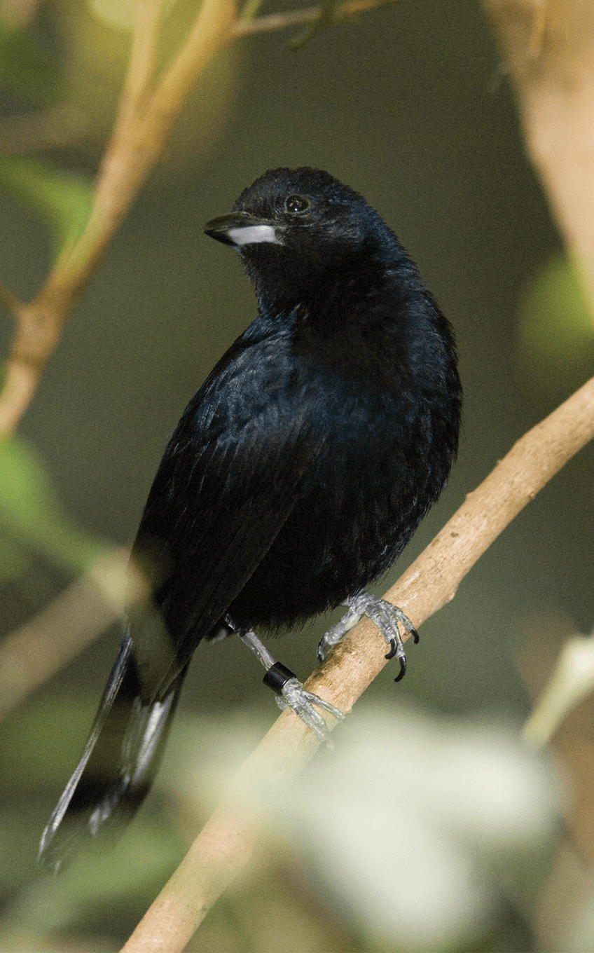 White-lined Tanager | Lincoln Park Zoo