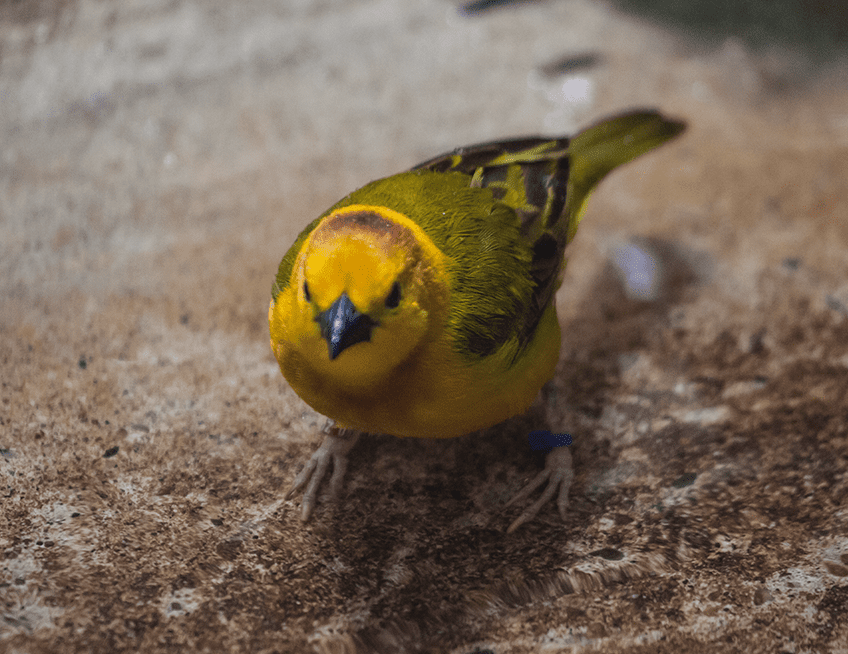 Taveta Golden Weaver | Lincoln Park Zoo