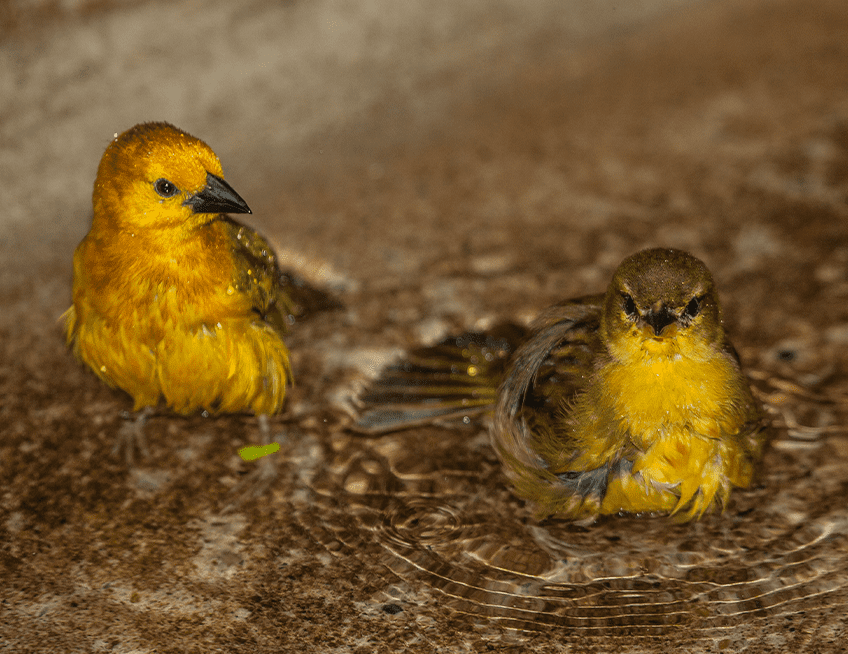 Taveta Golden Weaver | Lincoln Park Zoo