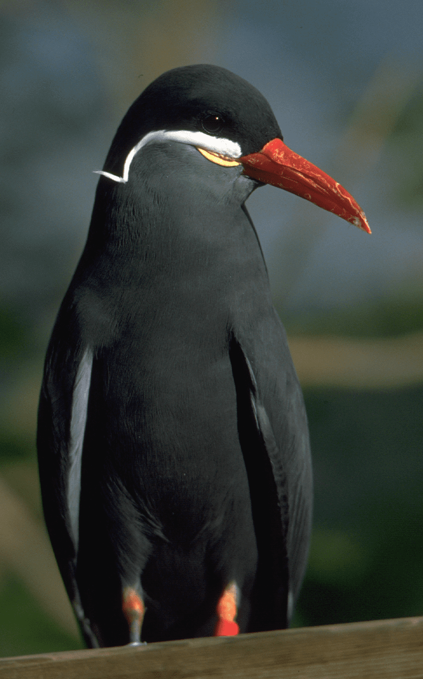 Inca Tern | Lincoln Park Zoo
