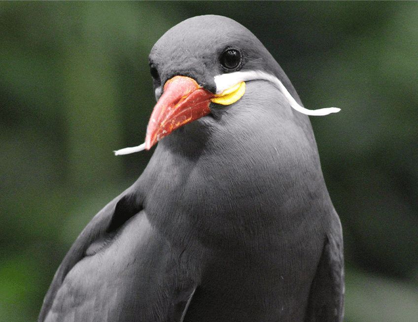 Inca Tern | Lincoln Park Zoo