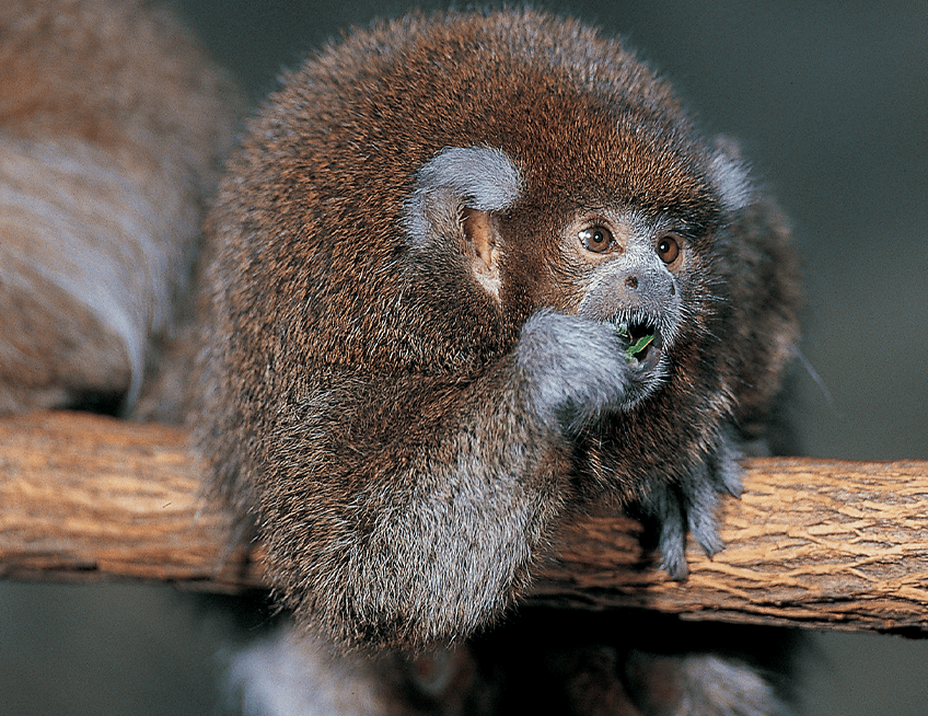 Bolivian Gray Titi Monkey | Lincoln Park Zoo