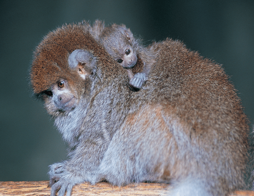 Bolivian Gray Titi Monkey | Lincoln Park Zoo