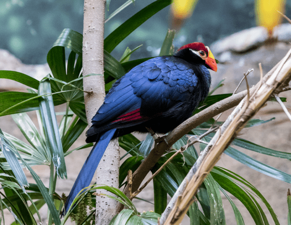 Violaceous Turaco | Lincoln Park Zoo