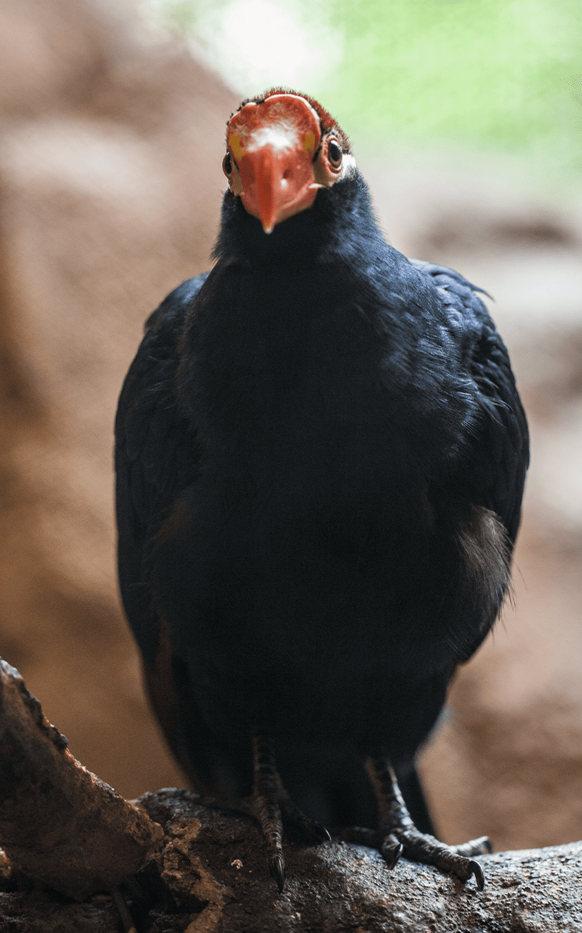 Violaceous Turaco | Lincoln Park Zoo