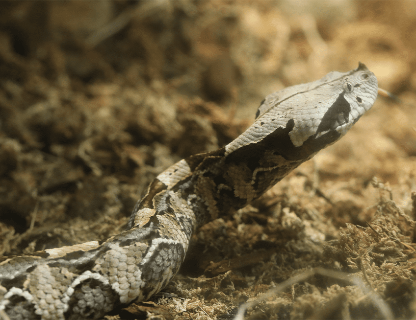 West African Gaboon Viper | Lincoln Park Zoo